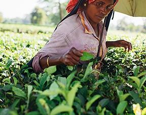 Modern Agricultural Project - Gembra Health